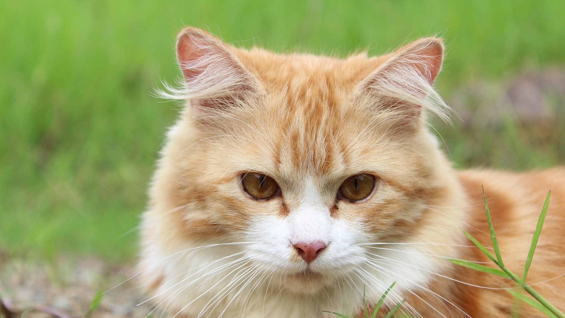 Wie viele Haare hat eine Katze? Faszinierende Fakten zum Katzenfell