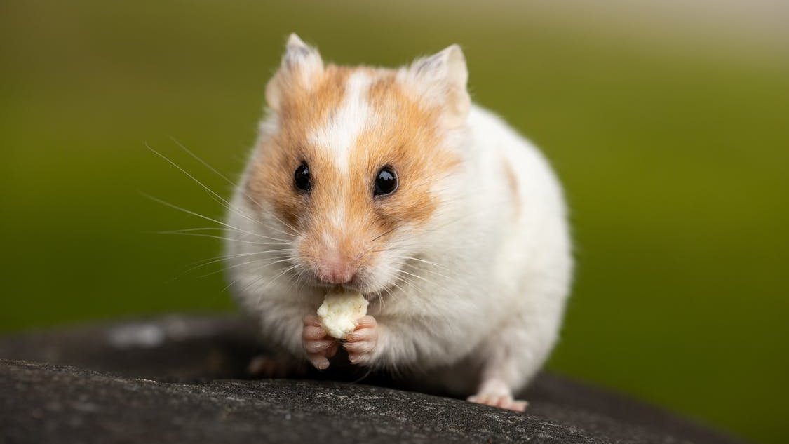 Was fressen Hamster und sind ihre Backen immer voll?