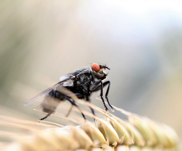 Was fressen Libellen und können sie eigentlich stechen?