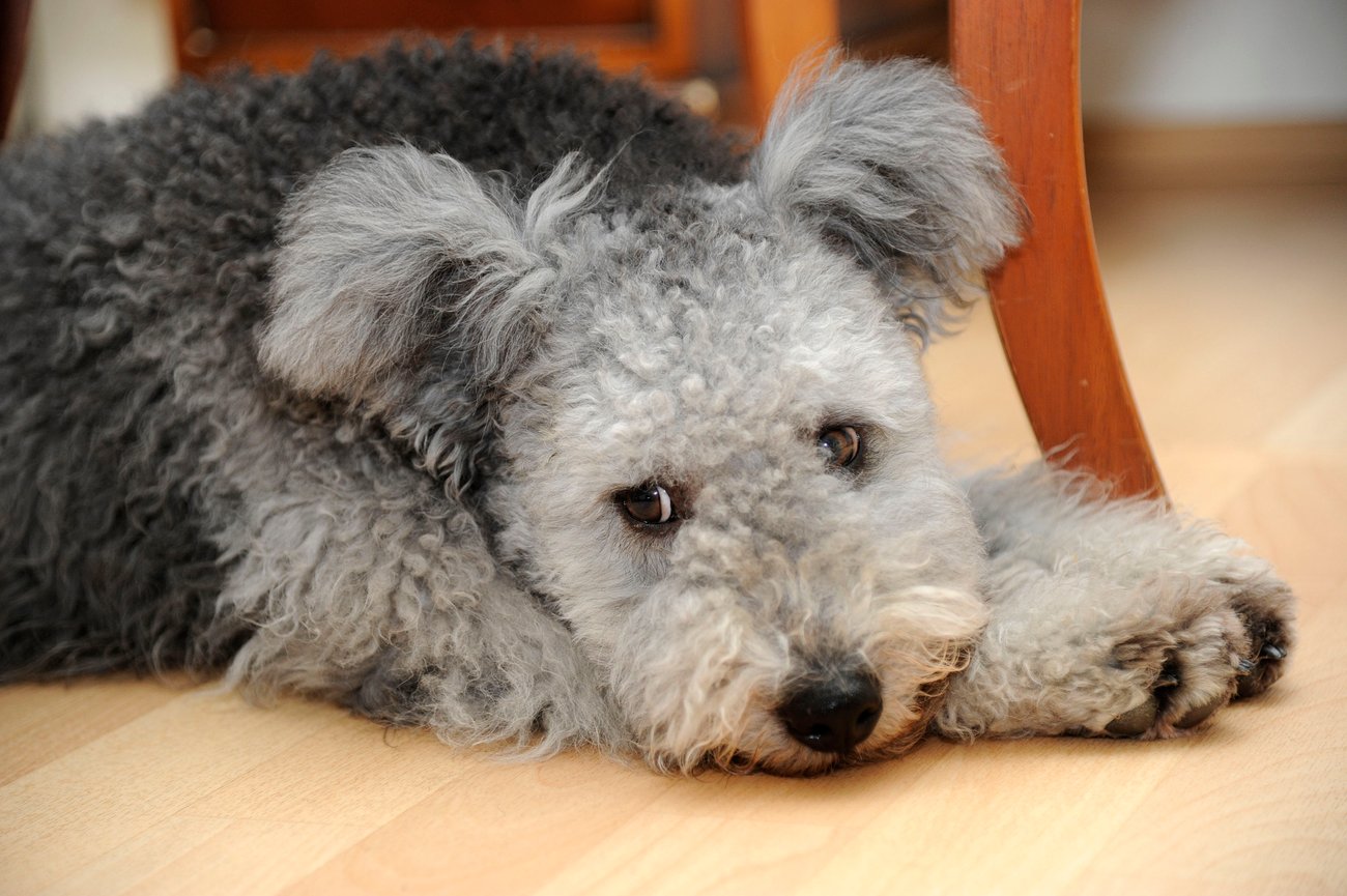 Hunde mit Locken: Diese Rassen haben ein außergewöhnliches Fell