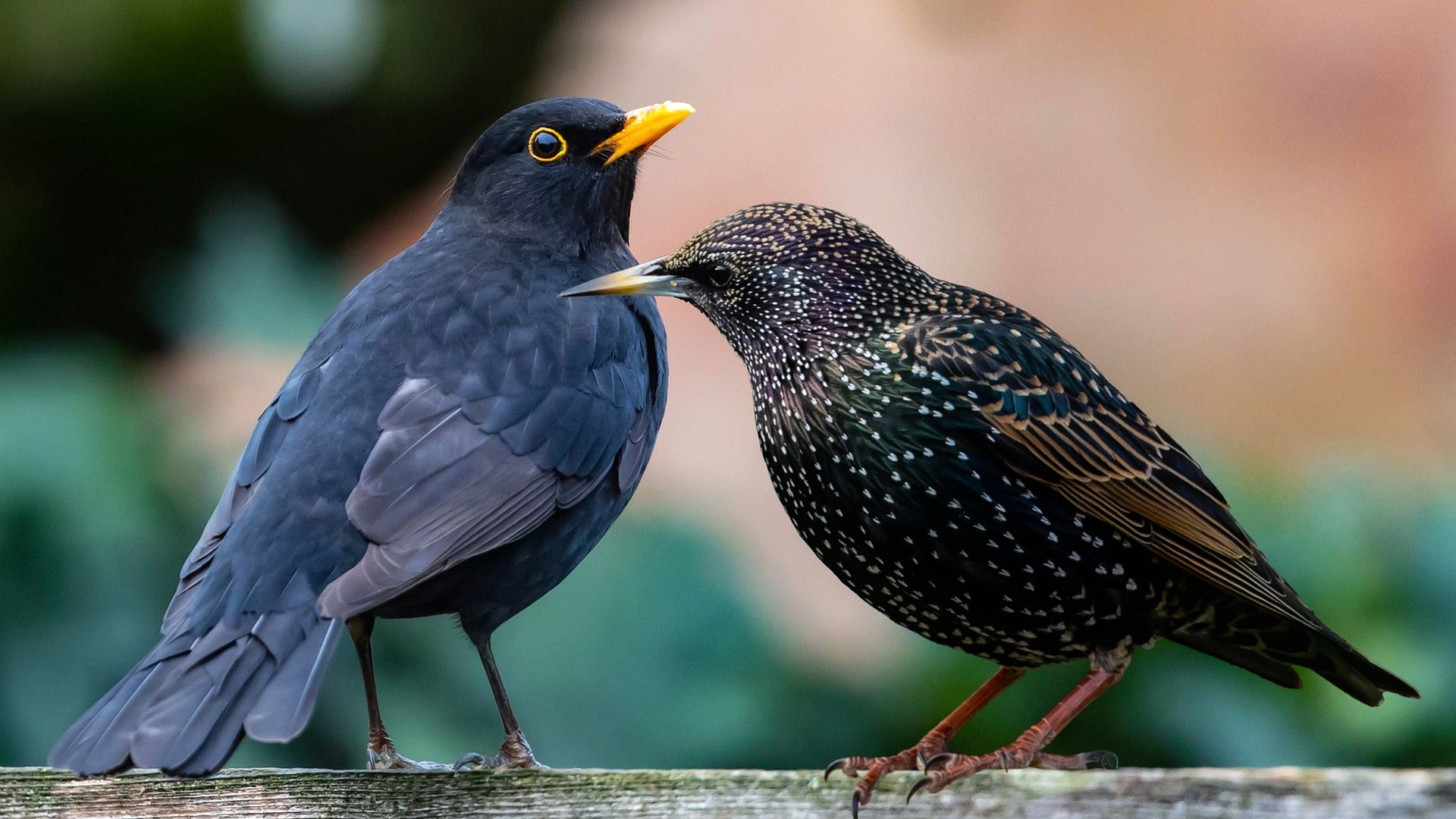 Unterschied Amsel und Drossel: Wie lassen sie sich auseinanderhalten?