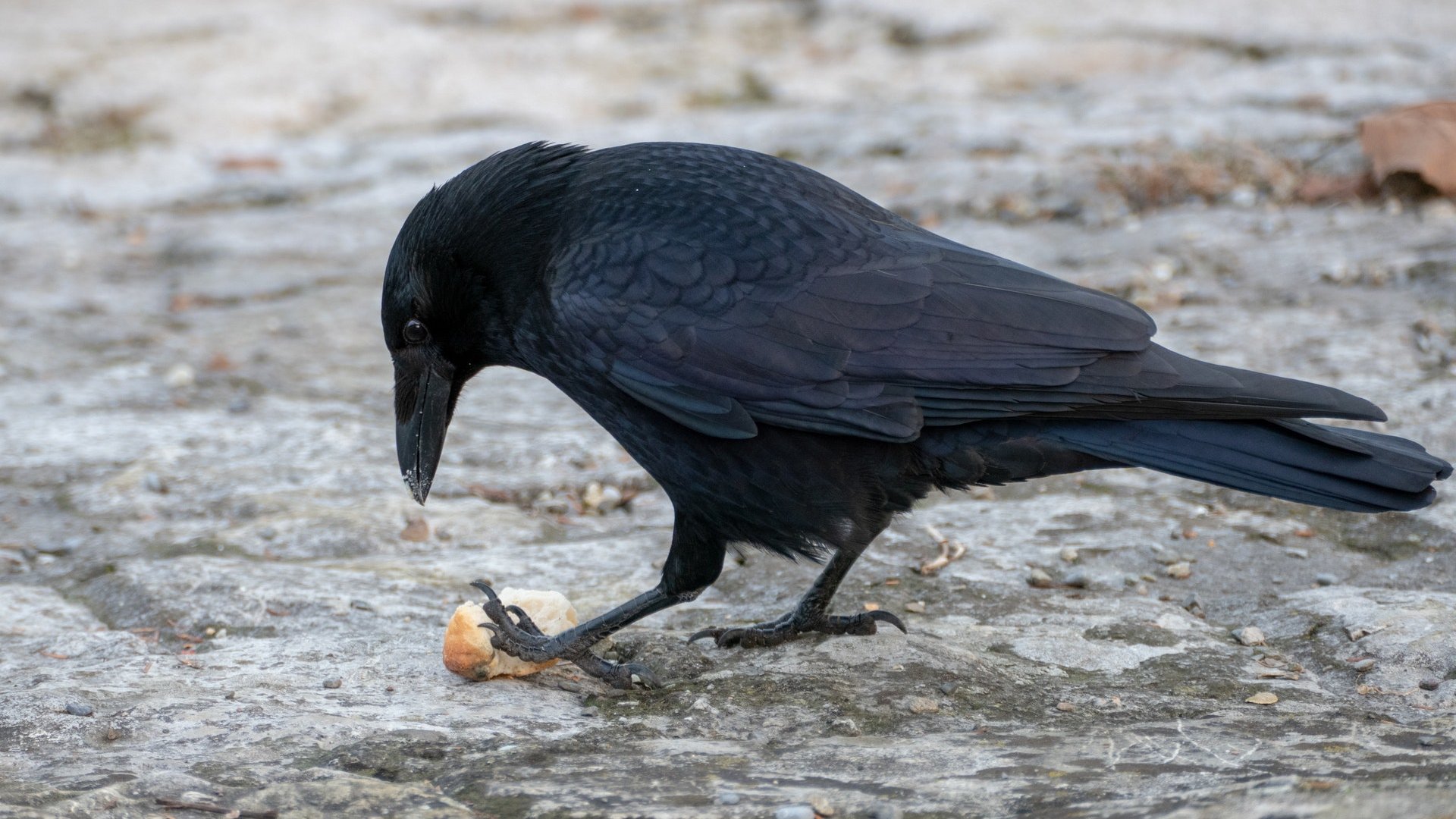 Was fressen Raben und wie kann man sie im Winter füttern?