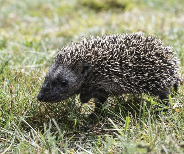 Tiere mit "R": Welche von ihnen kennst du schon?