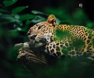 Tiere mit „V“: Kennst du sie alle?