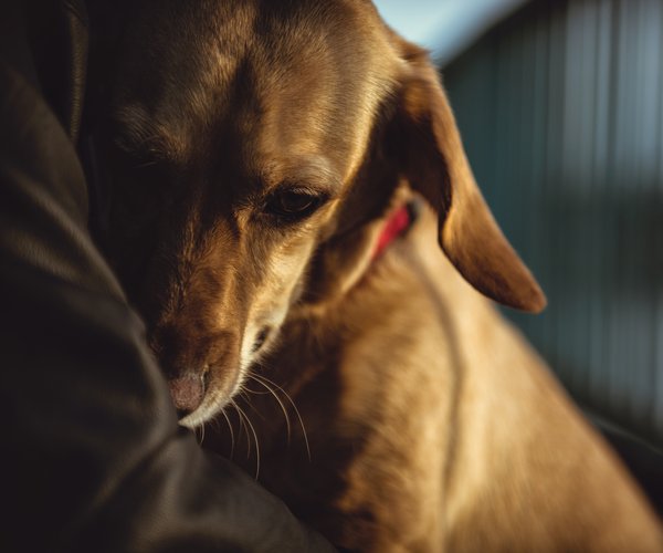 Maus und Ratte: Was sind die Unterschiede?