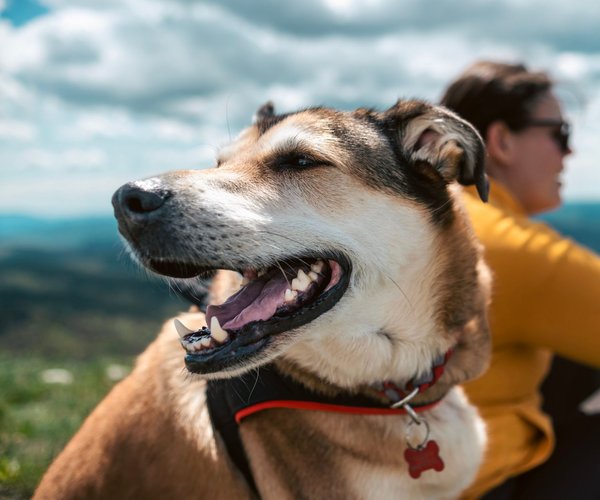 Wie lange leben Schweine?