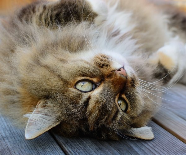 Über unsere Fellies: Wie alt werden Berner Sennenhunde?