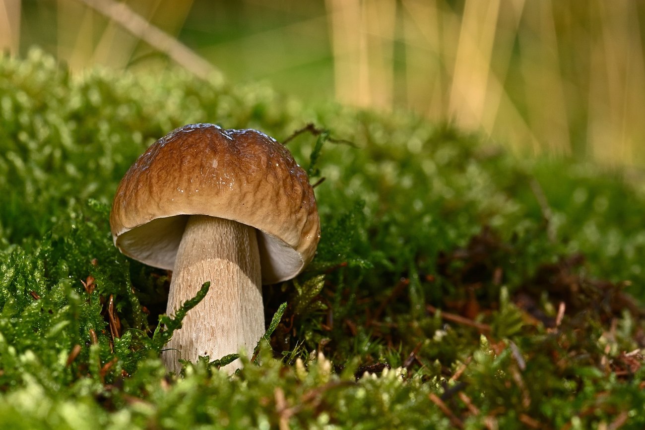 Steinpilz erkennen – Darauf musst du achten