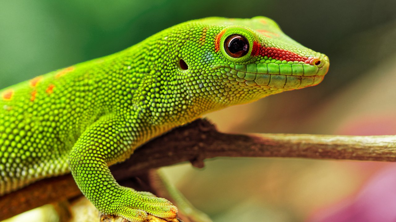 Wo leben Geckos? Die Heimat der uralten Reptilien
