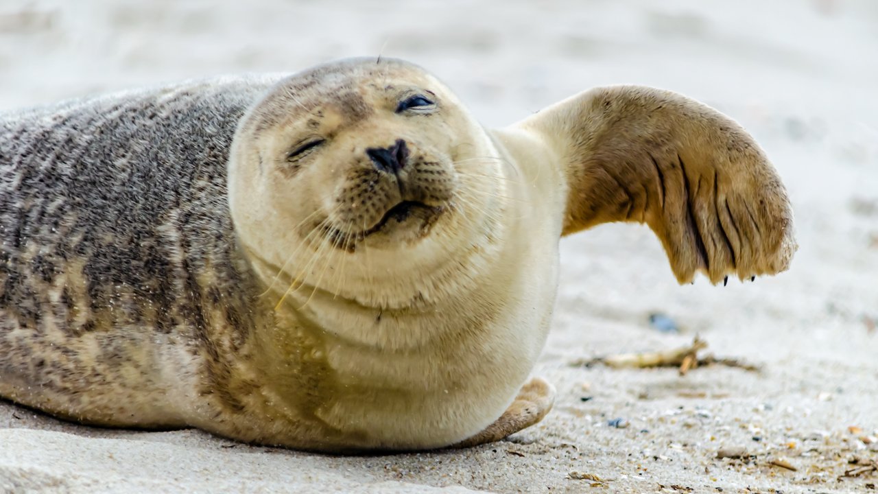Was fressen Robben am liebsten? Für Kinder erklärt
