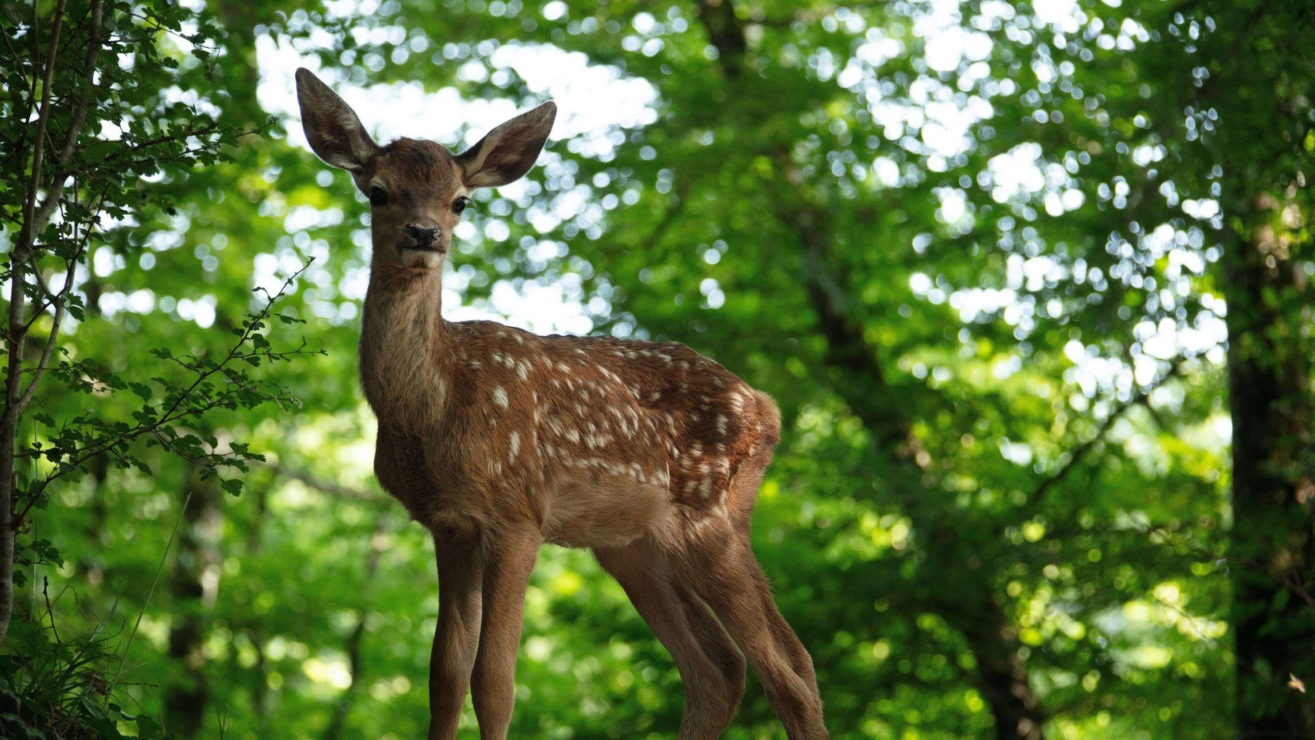 "Bambi – Eine Lebensgeschichte aus dem Walde": Warum der Film noch ...