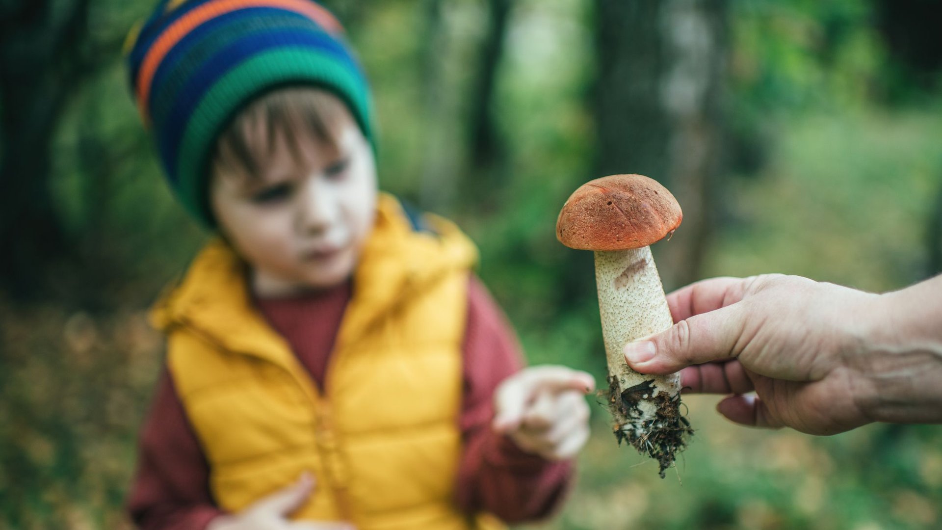 Pilze sammeln: Die 12 besten essbaren Sorten