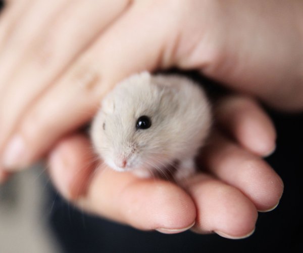 Hamster alleine halten: Wissenswertes zur artgerechten Haltung