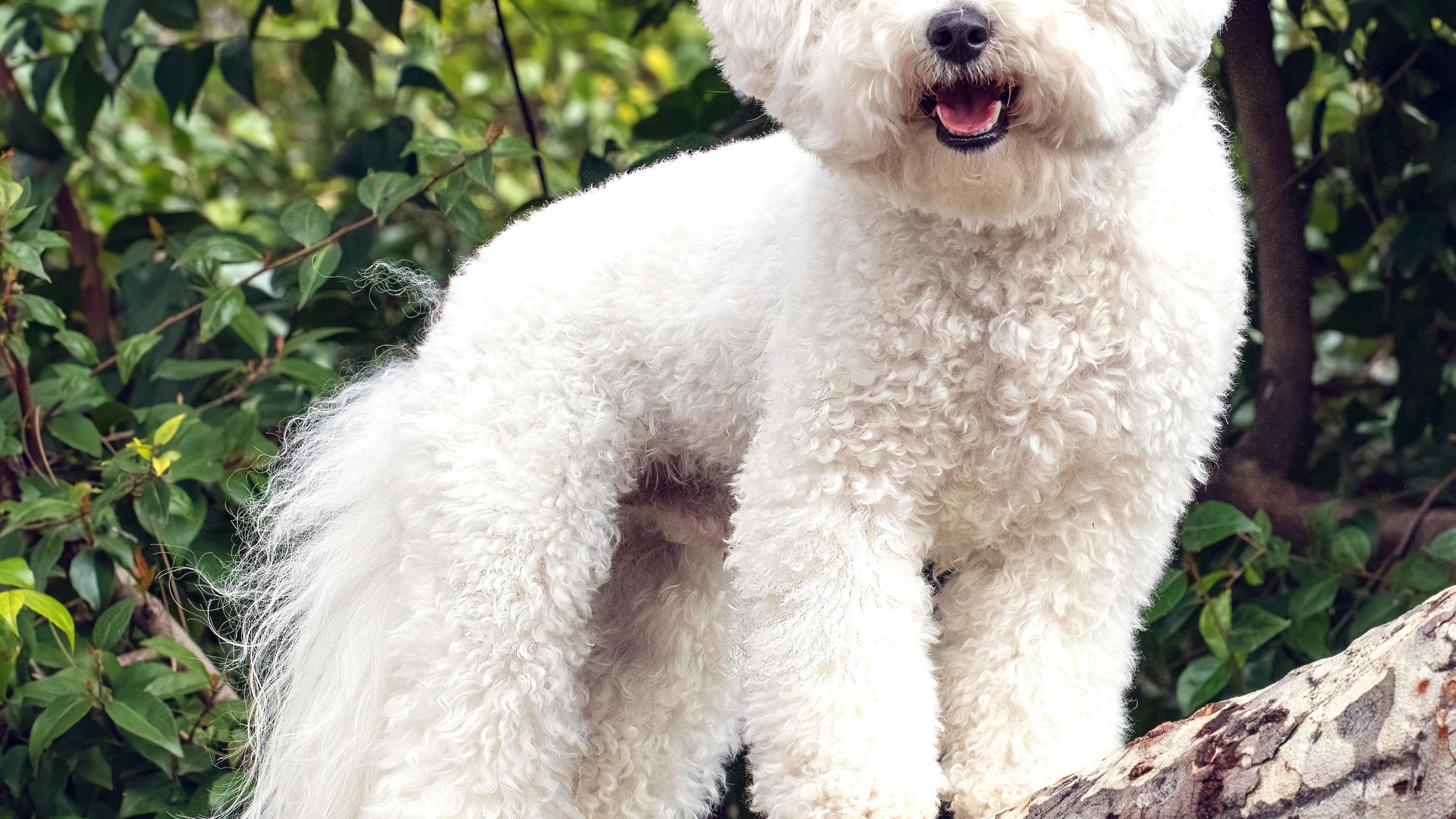 Hunde mit Locken: Diese Rassen haben ein außergewöhnliches Fell