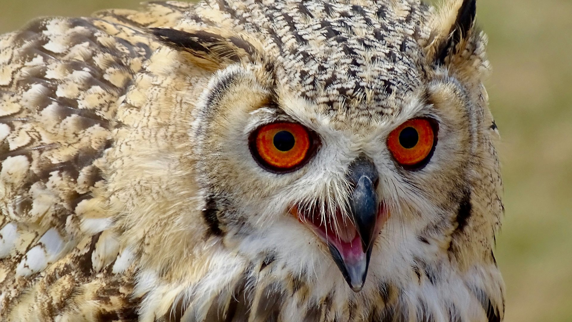 Tiere mit „U“: Wie viele Tiere sind dir bekannt?