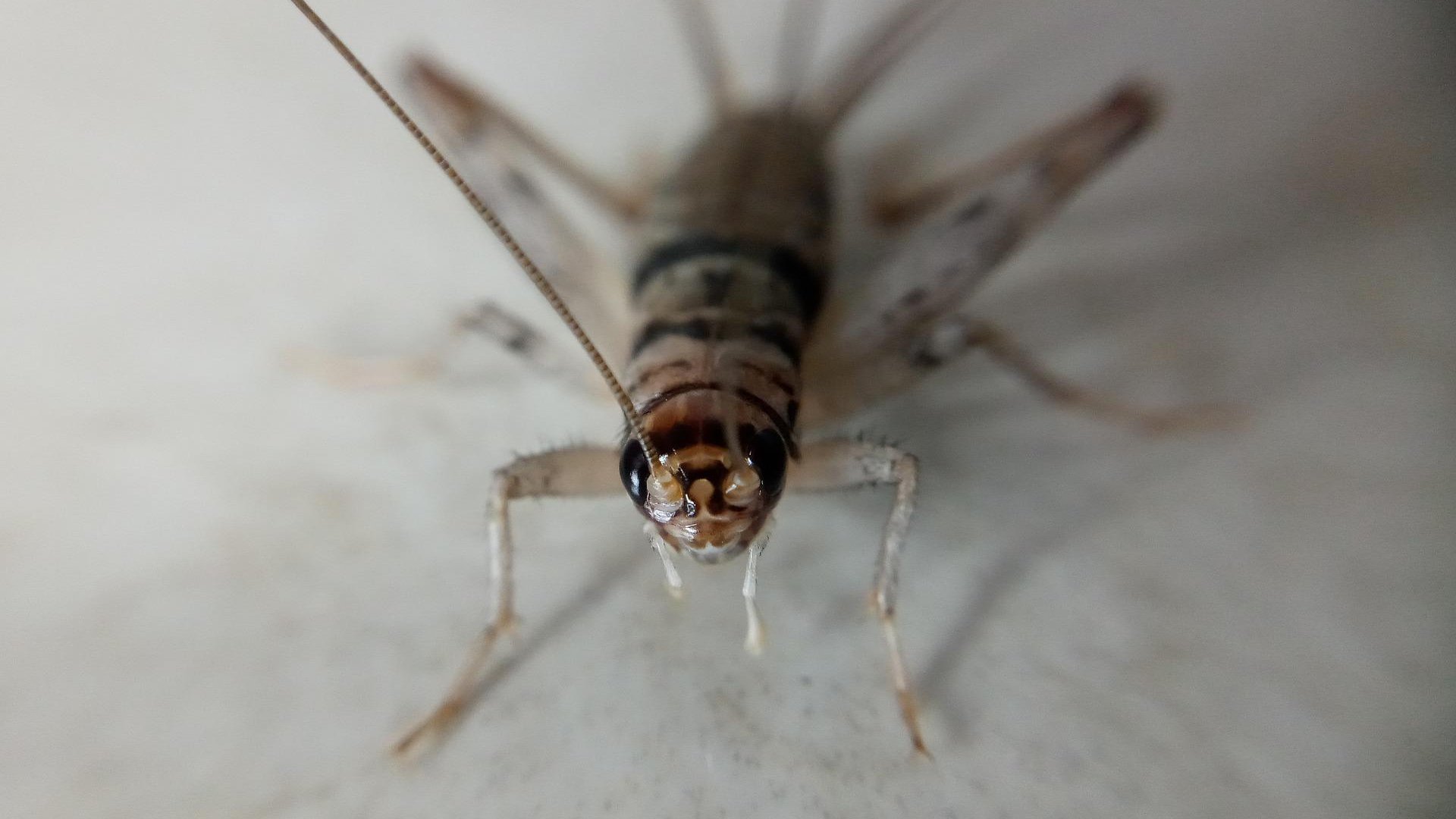 Was fressen Heimchen und wie kannst du sie füttern?