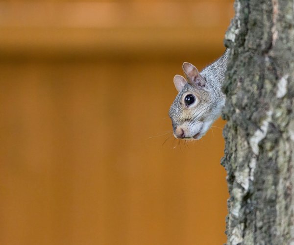 Tiere mit „M“: Welche Tiere fangen mit diesem Buchstaben an?