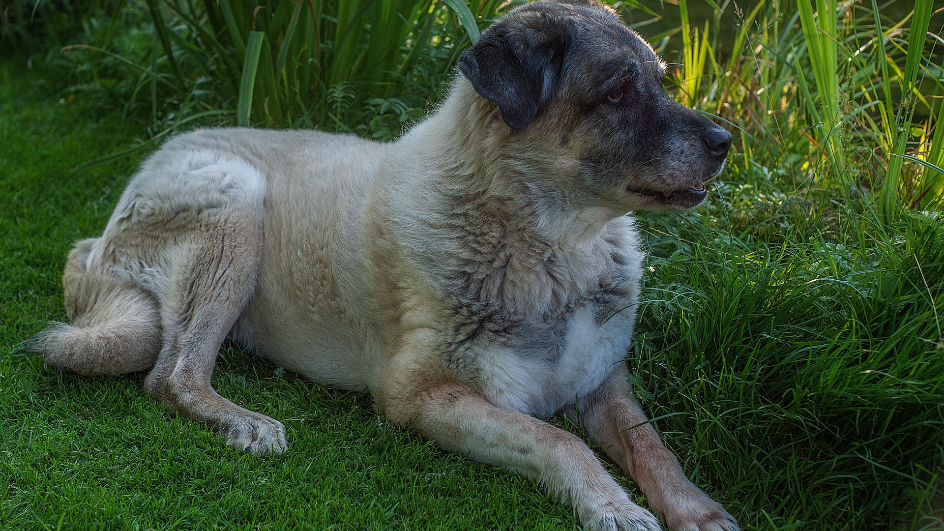 Der Kangal: Größe und Gewicht des starken Hirtenhundes