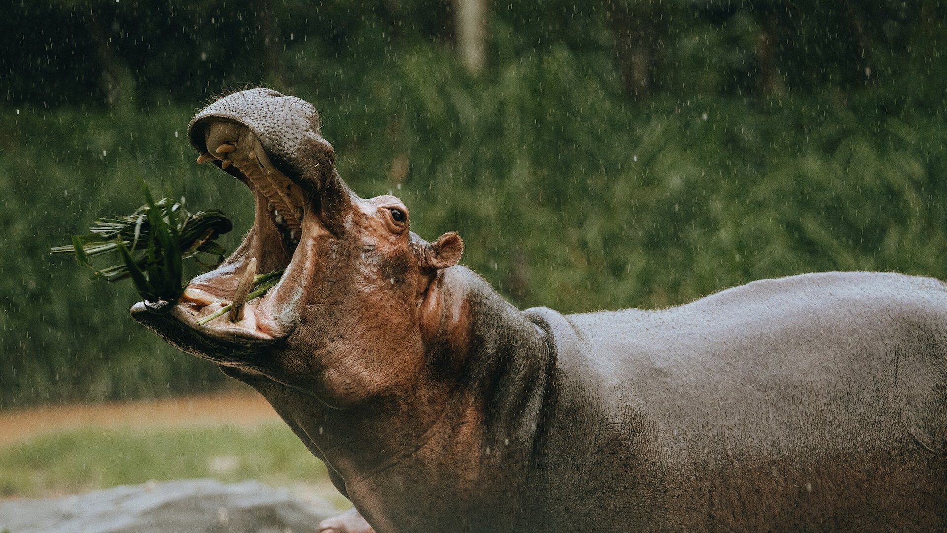Was fressen Nilpferde? Das steht auf dem Speiseplan des Paarhufers