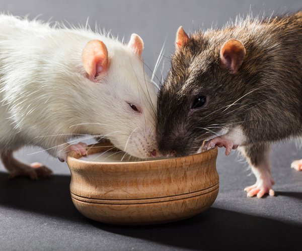 Dürfen Ratten Äpfel essen? Darauf solltest du achten
