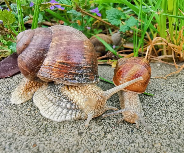 Tiere mit „M“: Welche Tiere fangen mit diesem Buchstaben an?
