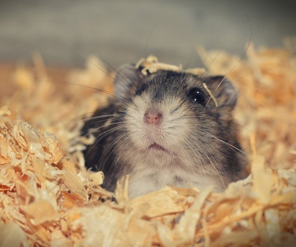 Dürfen Hamster Gurken essen? Das ist wichtig
