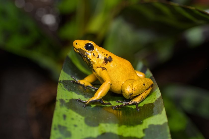 Die gefährlichsten 7 Tiere, die im Amazonas leben