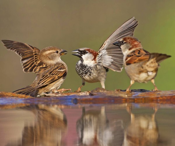Was ist der Unterschied zwischen Damwild und Rotwild?