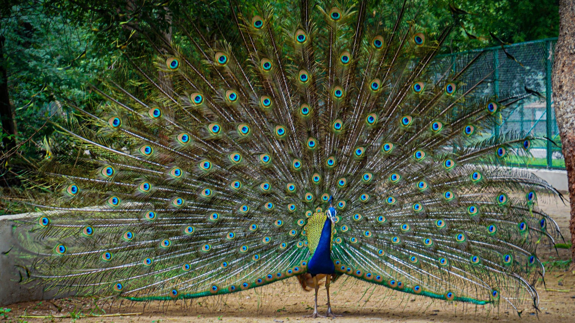 Pfau als Haustier: Ist eine Haltung erlaubt?